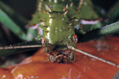 Bugging out at zoo – New York Family