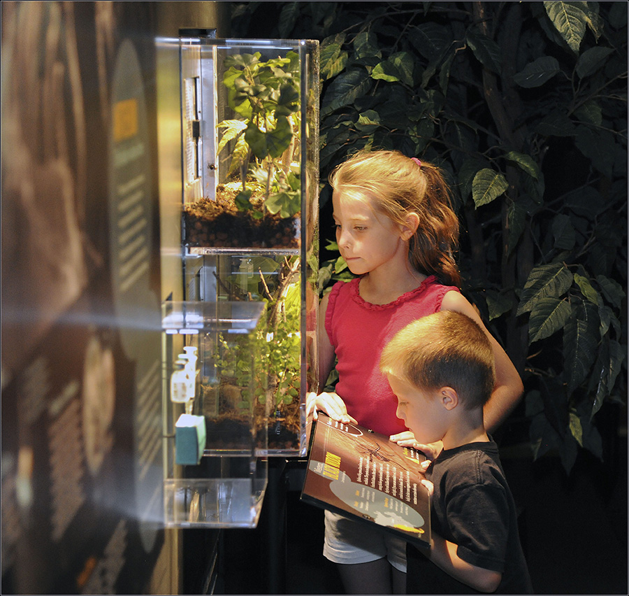 Exciting New “Spiders Alive!” Exhibit at AMNH – New York Family