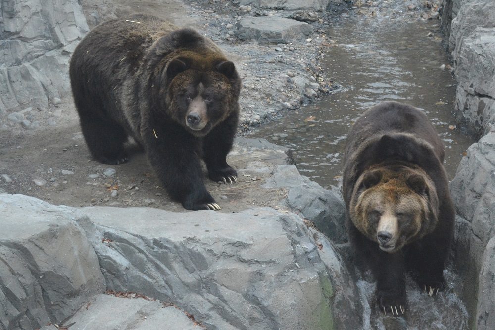 The Central Park Zoo Welcomes Two Grizzly Bears – New York Family