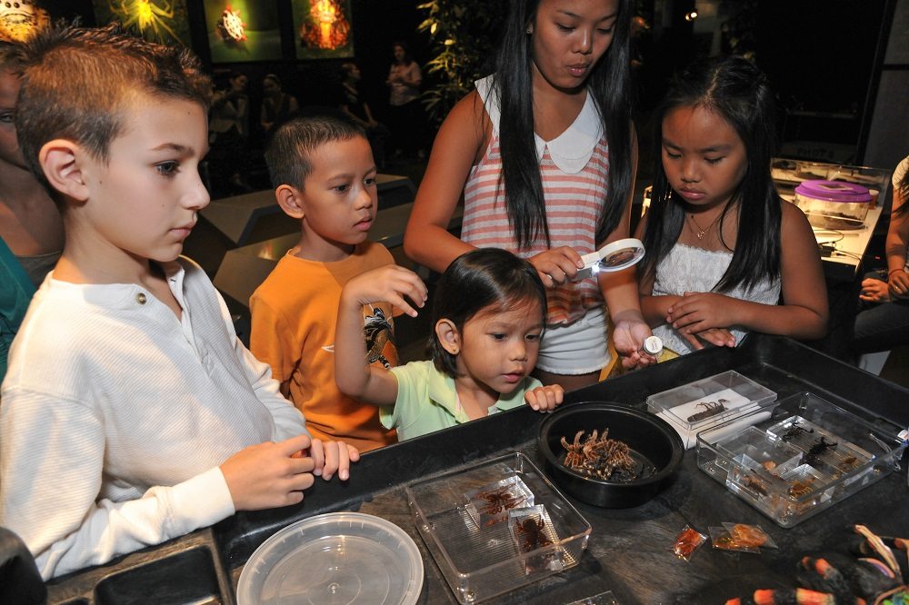 “Spiders Alive!” Returns To AMNH – New York Family