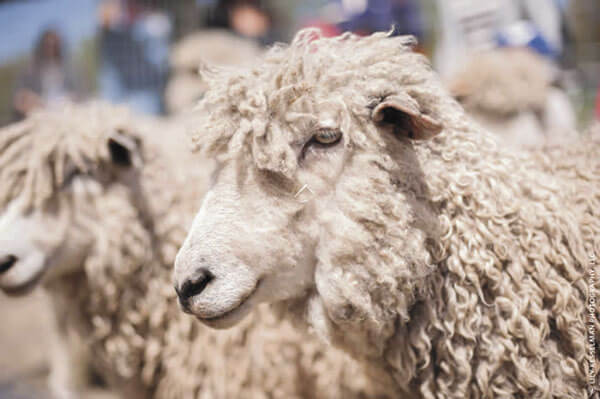 Fleece fun at the farm – New York Family