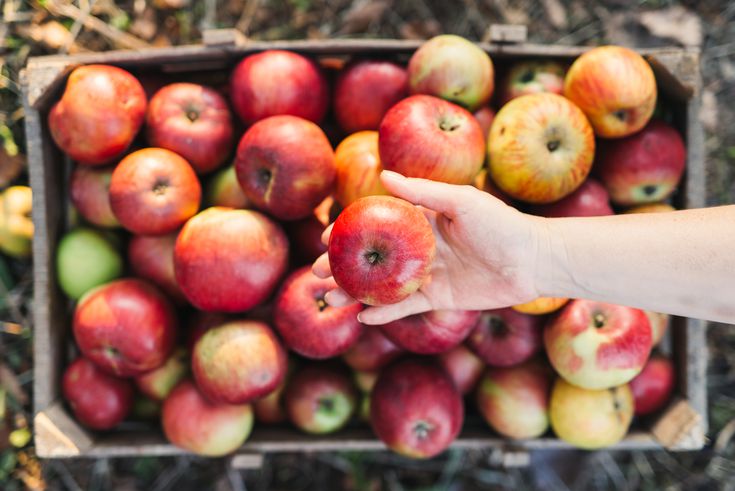 Best Apple-Picking & Orchards For Families In NYC