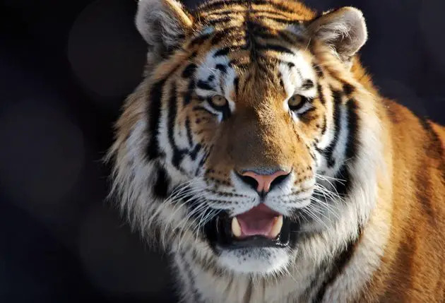 Connecticut’s Beardsley Zoo: Family Outing – New York Family