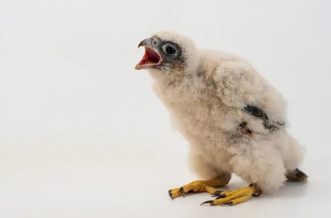 Meet the 3 Baby Peregrine Falcons That Now Call NYC Home – New York Family