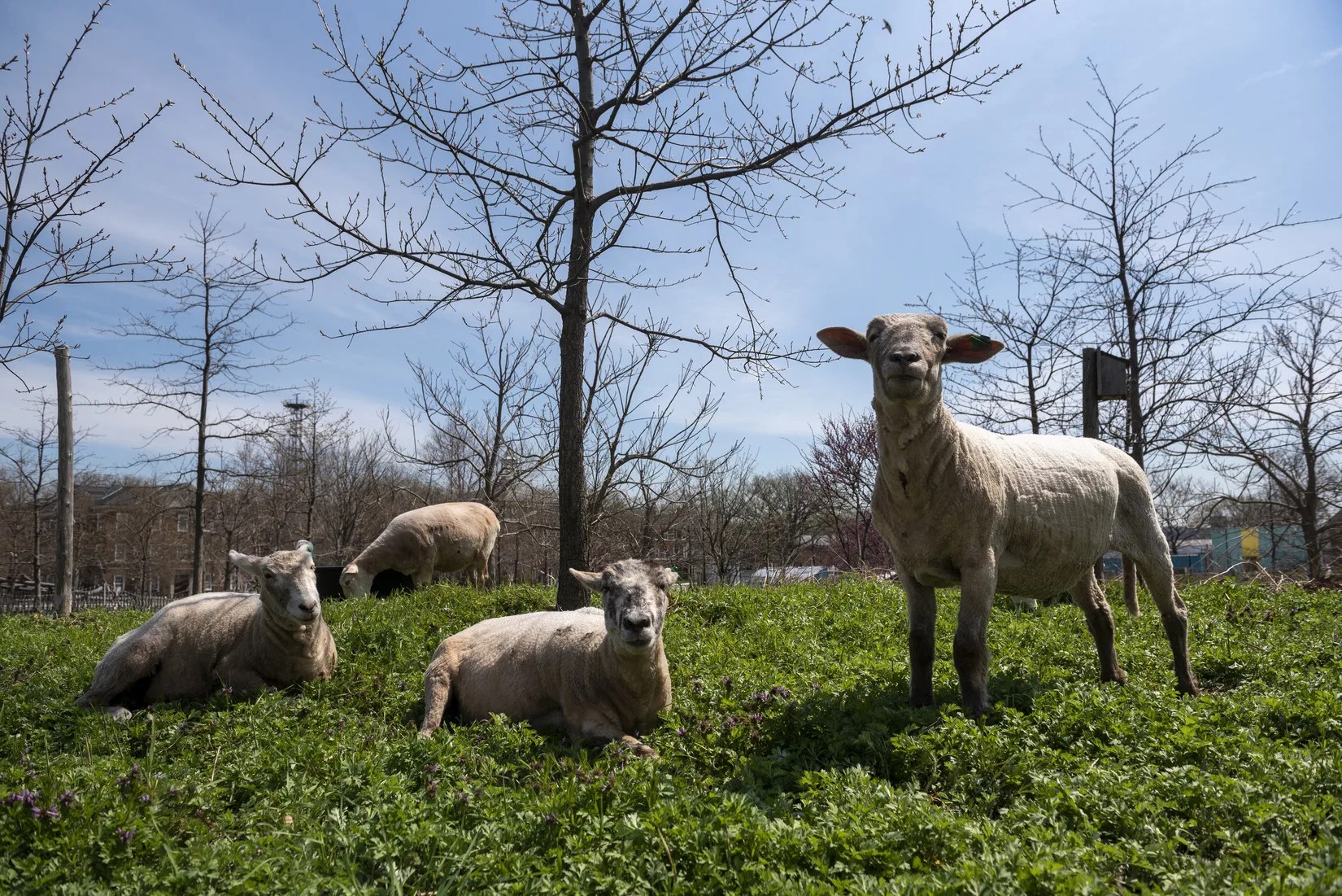 Governors Island Sheep Return to Delight Families and Do Some ...