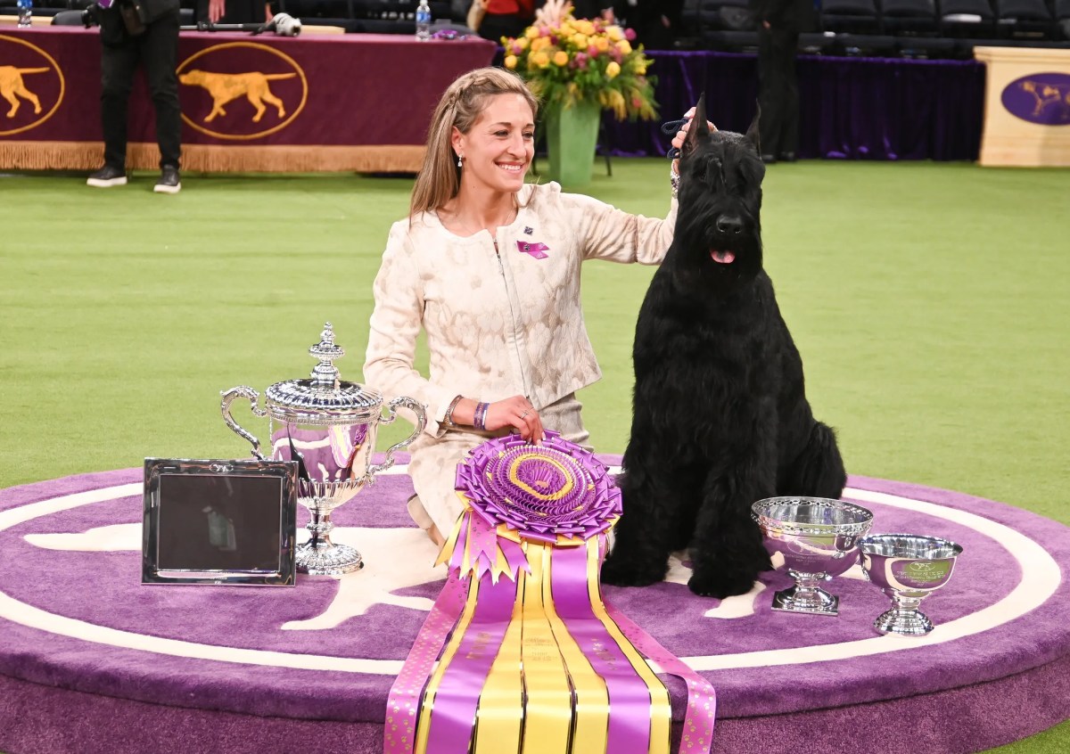 Meet Monty: Giant Schnauzer Wins Best in Show at the 149th Annual ...