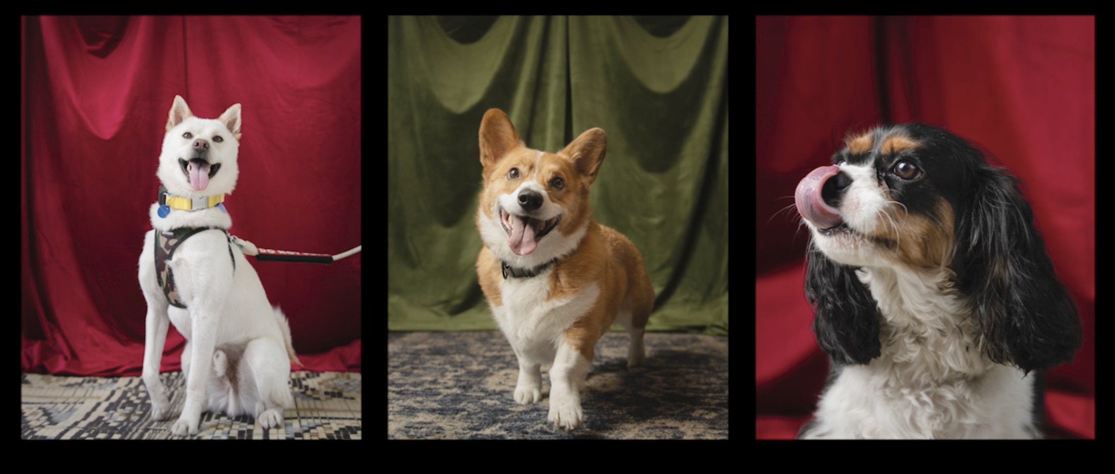 The Dumbo Projection Project Returns for 2025! – New York Family