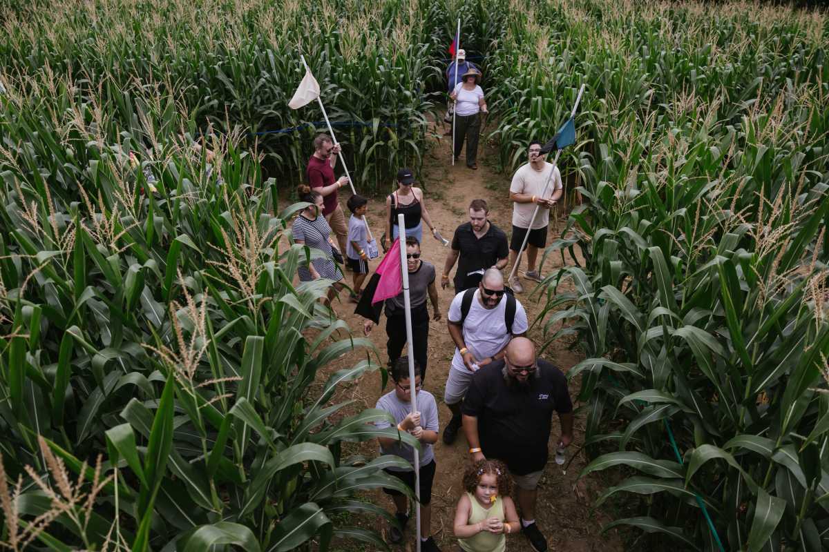 Get Lost in Fall Fun: The Amazing Maize Maze Returns to Queens County ...