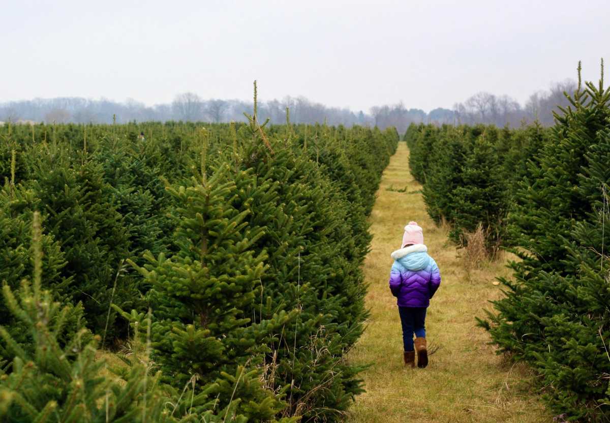 Christmas Tree Farms In and Around Westchester – New York Family
